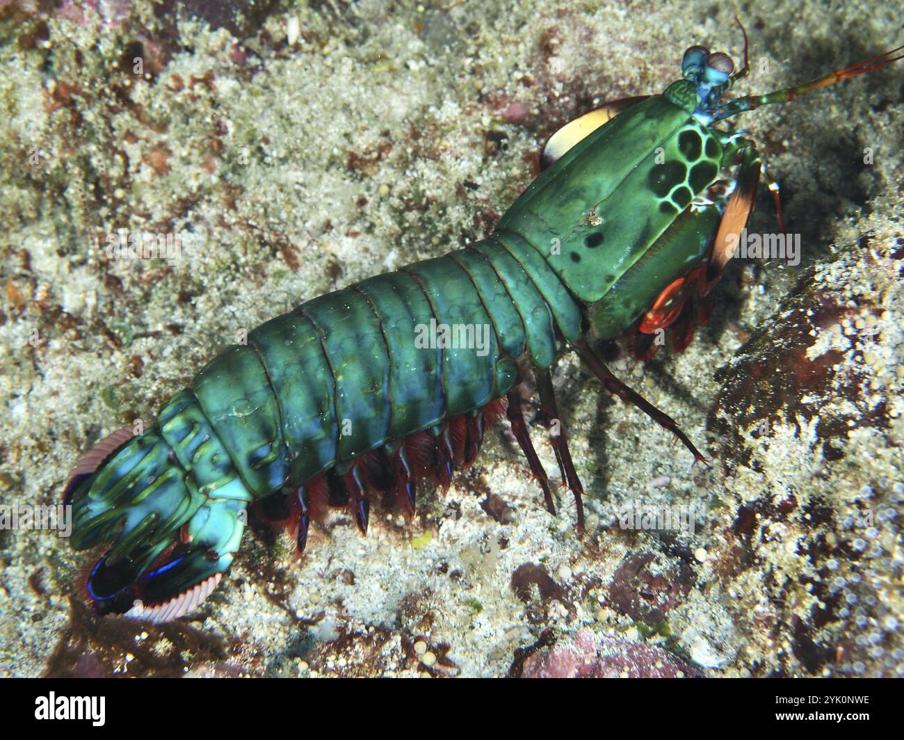 Green crab on sandy seabed hi-res stock photography and images - Alamy