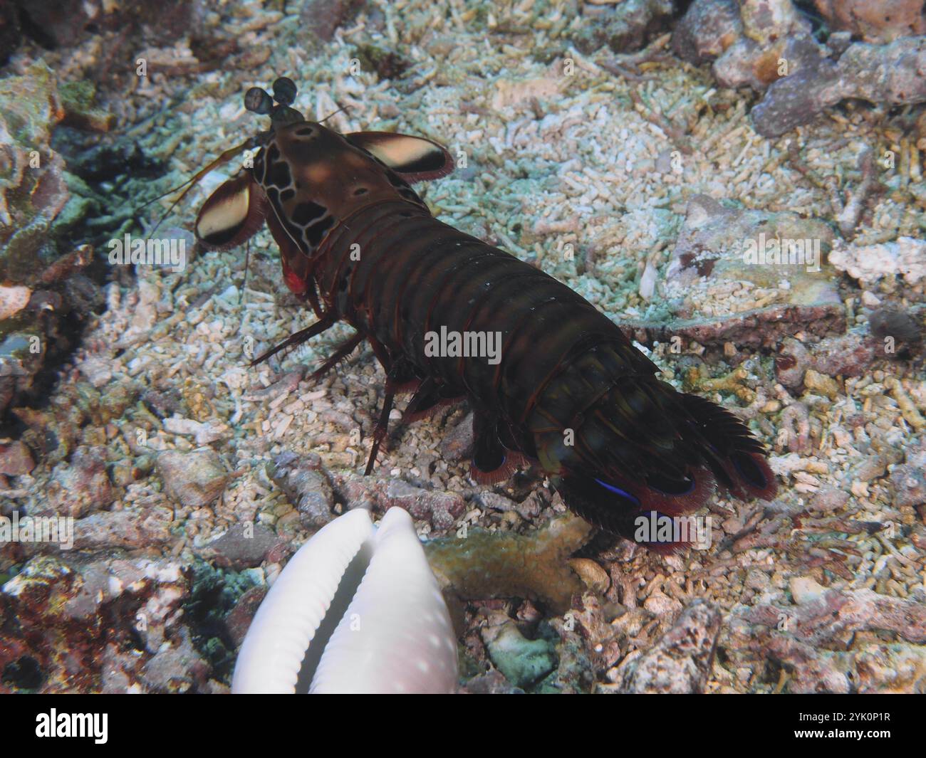 Clown mantis shrimp (Odontodactylus scyllarus) on a sandy seabed with ...