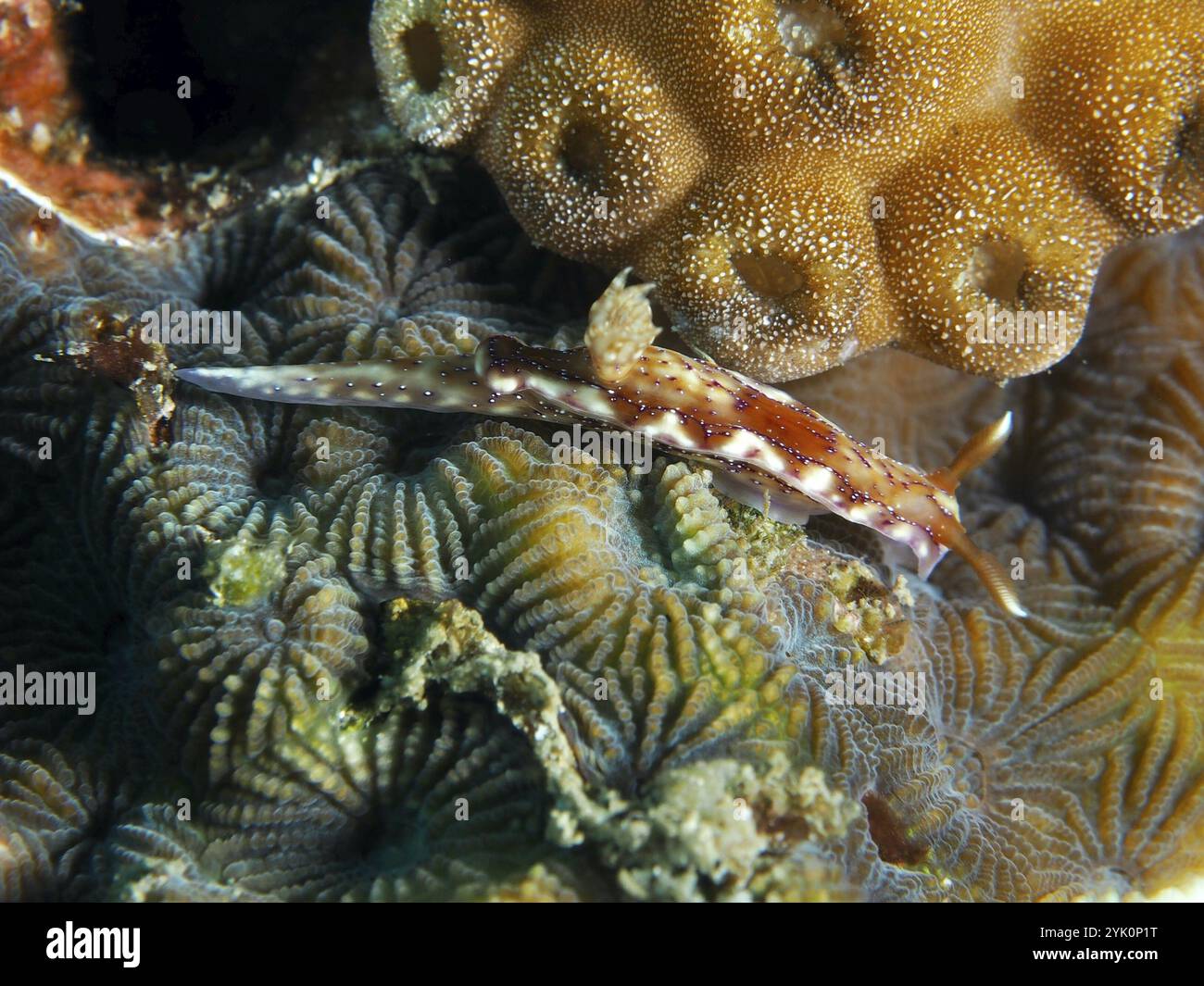 Sea snail with elegant pattern, volcanic star snail (Hypselodoris ...