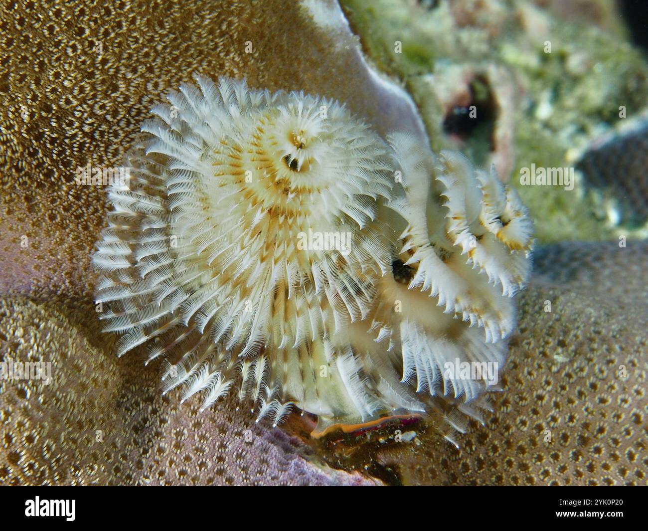 White, spiral-shaped worms, Indo-Pacific Christmas tree worm ...