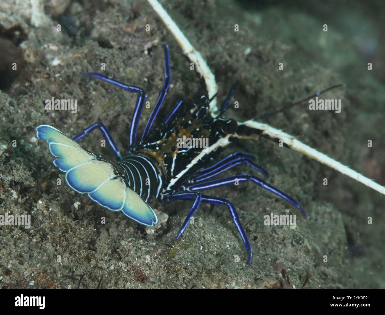 Crayfish with blue-green curved tail, painted rock crayfish (Panulirus ...