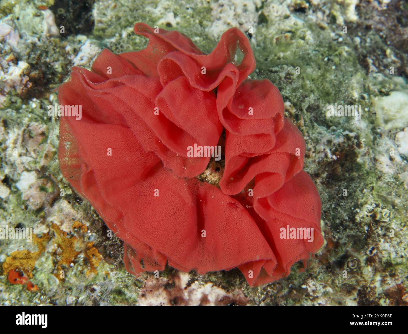 Bright red bands of a sea snail, spawn of Spanish dancer (Hexabranchus ...