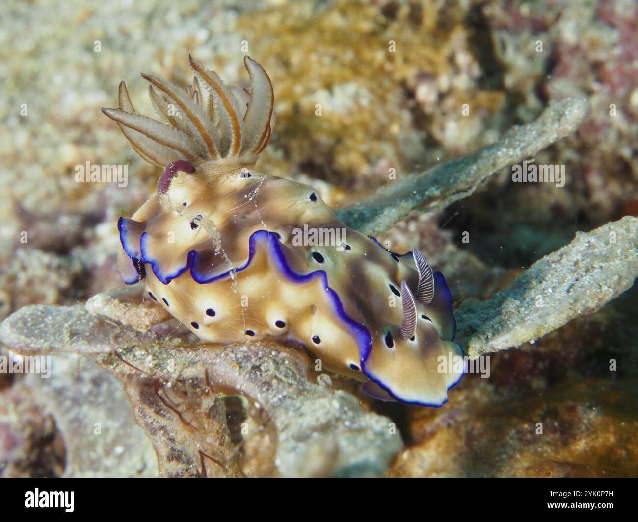 Exotic nudibranch with blue edges and brown patterning, magnificent ...