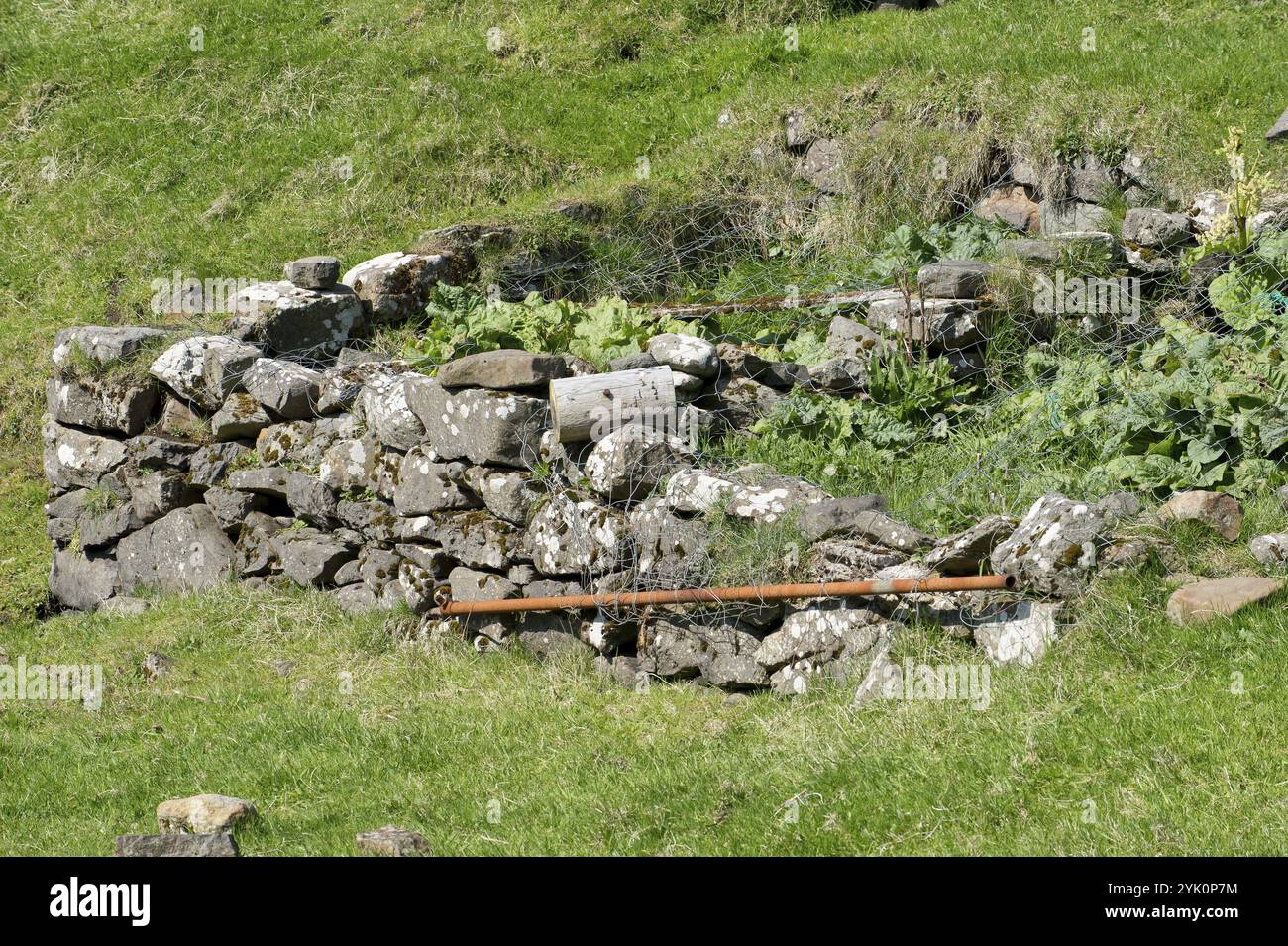 An old stone wall surrounds a vegetable garden with rhubarb plants ...