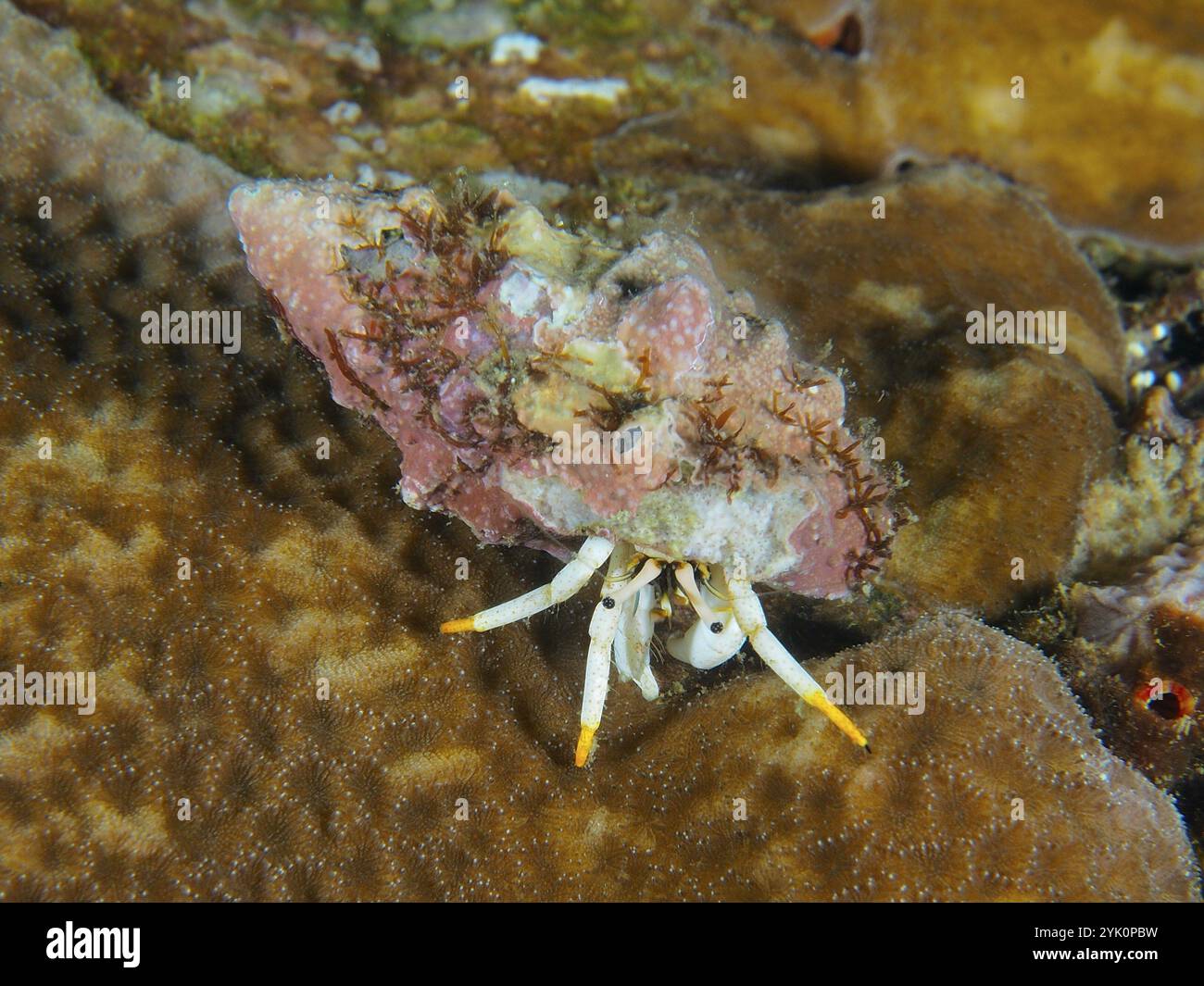 A hermit crab in pink and brown shell, Small White Hermit Crab ...