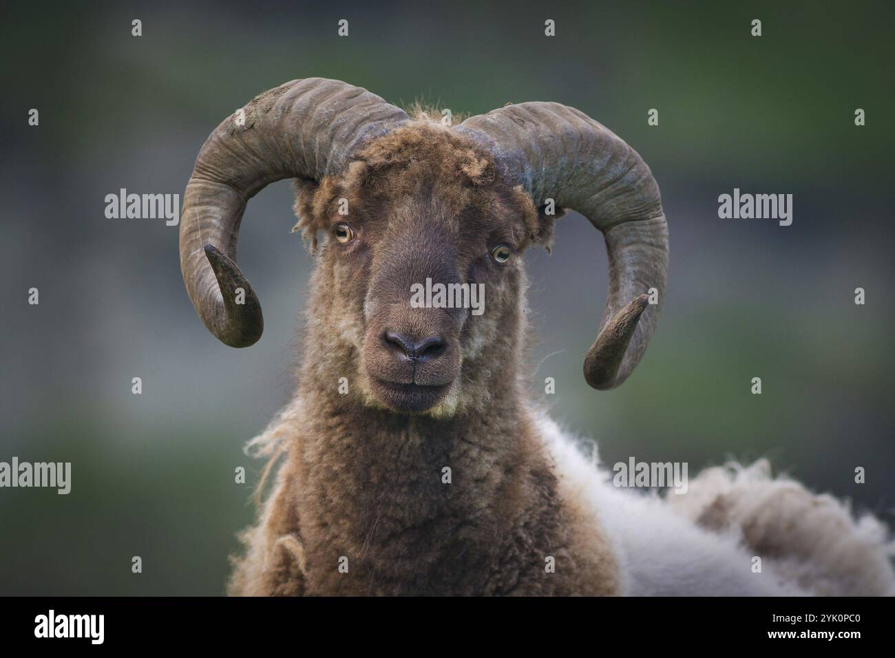 Brown and white ram with round horns, sheep, Mykines, Utoyggjar, Faroe ...