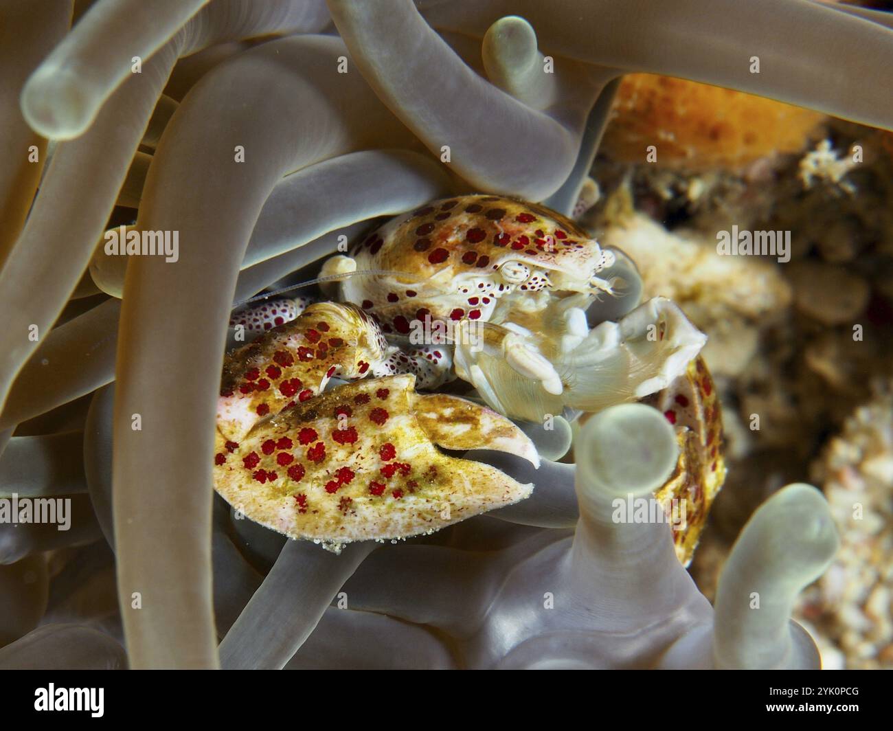 Vividly coloured porcelain crab, spotted porcelain crab ...