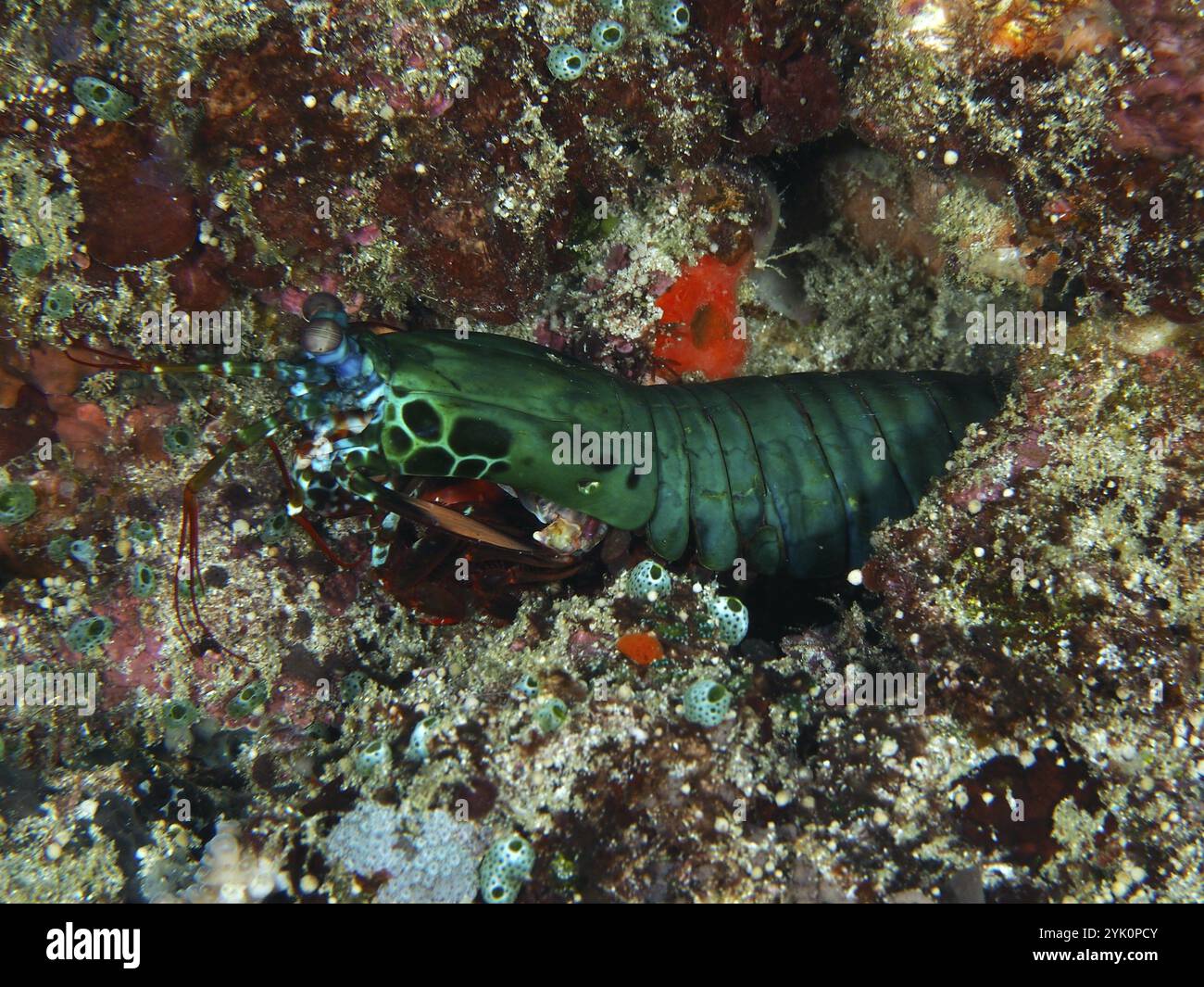 Bright green mantis shrimp, clown mantis shrimp (Odontodactylus ...