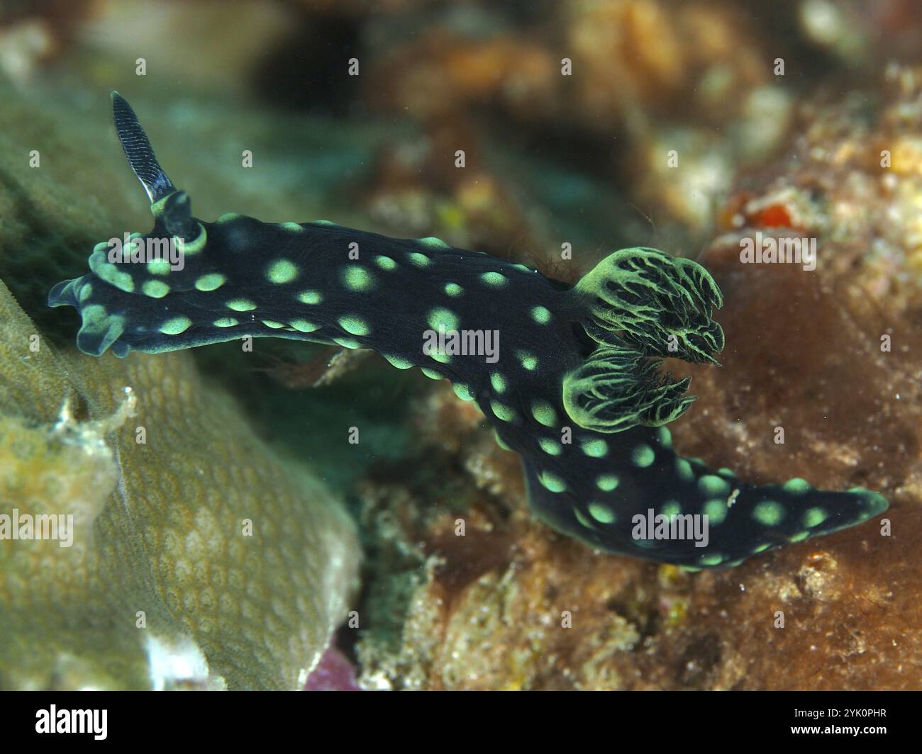 Green nudibranch with dots and bright green pattern, neon star snail ...