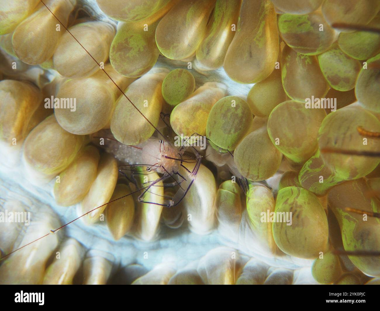 Philippine bubble coral shrimp (Palaemonella philippinensis) on a ...