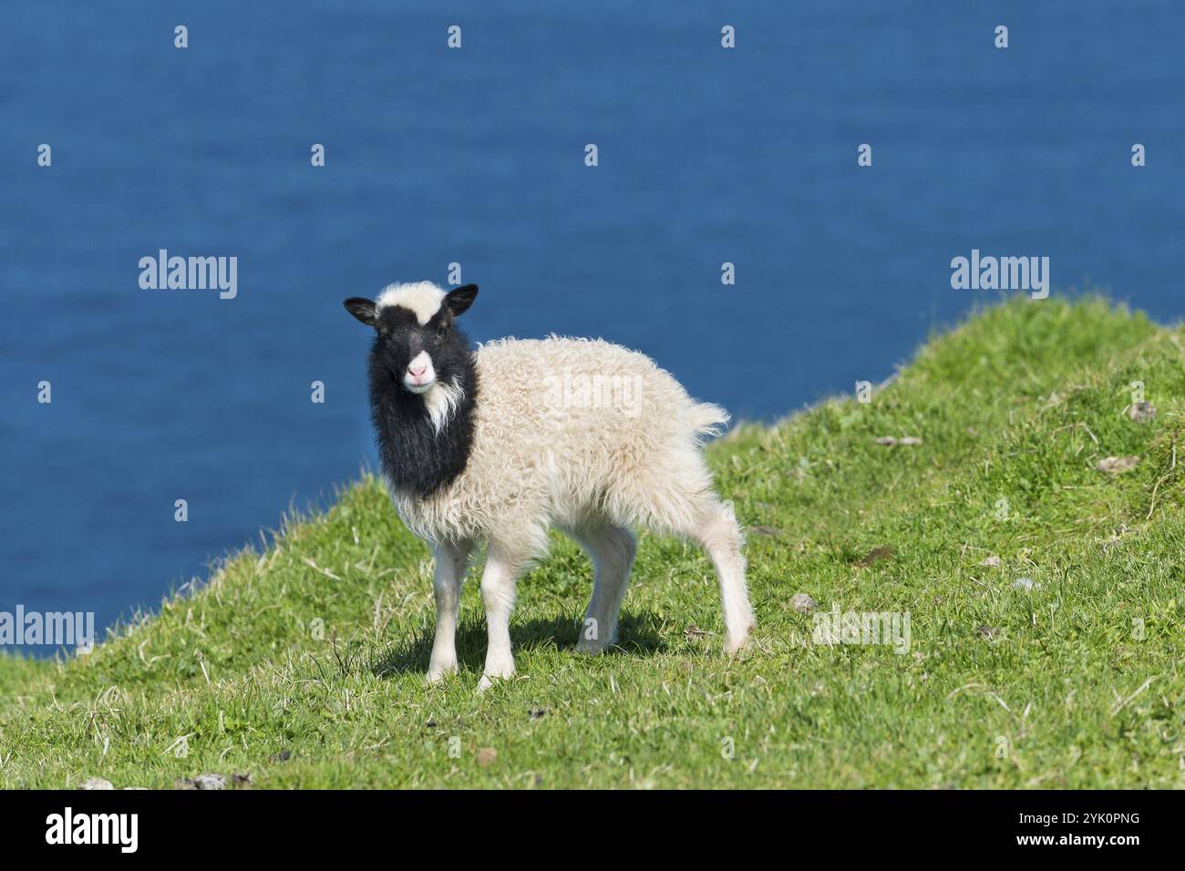 Black and white lamb, sheep, Mykines, Utoyggjar, Faroe Islands, Denmark ...