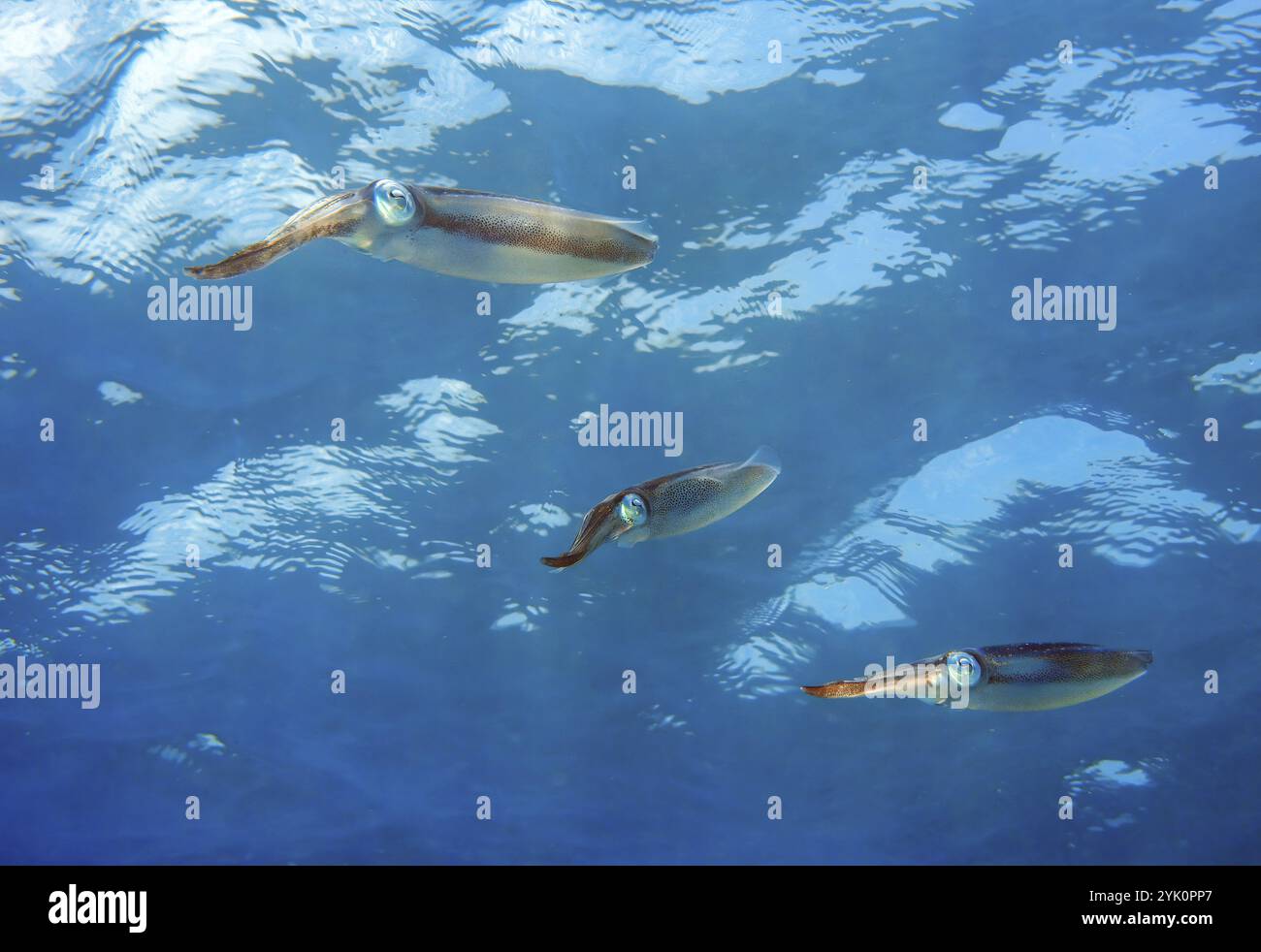 Three specimens of large-fin reef squid (Sepioteuthis lessoniana) Squid ...