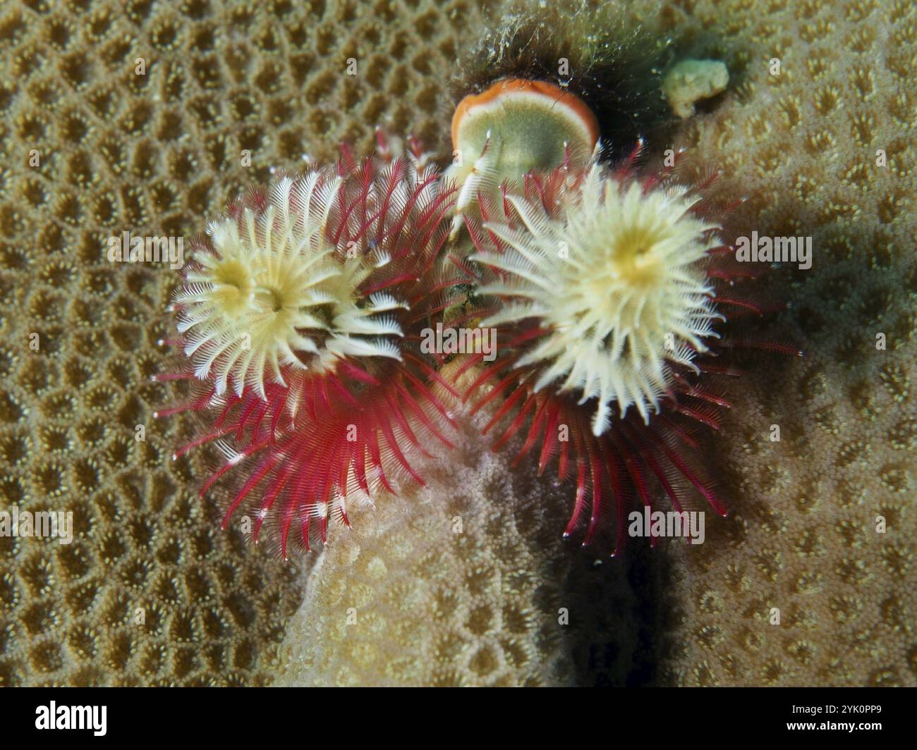 Coloured spiral tube worm hi-res stock photography and images - Alamy