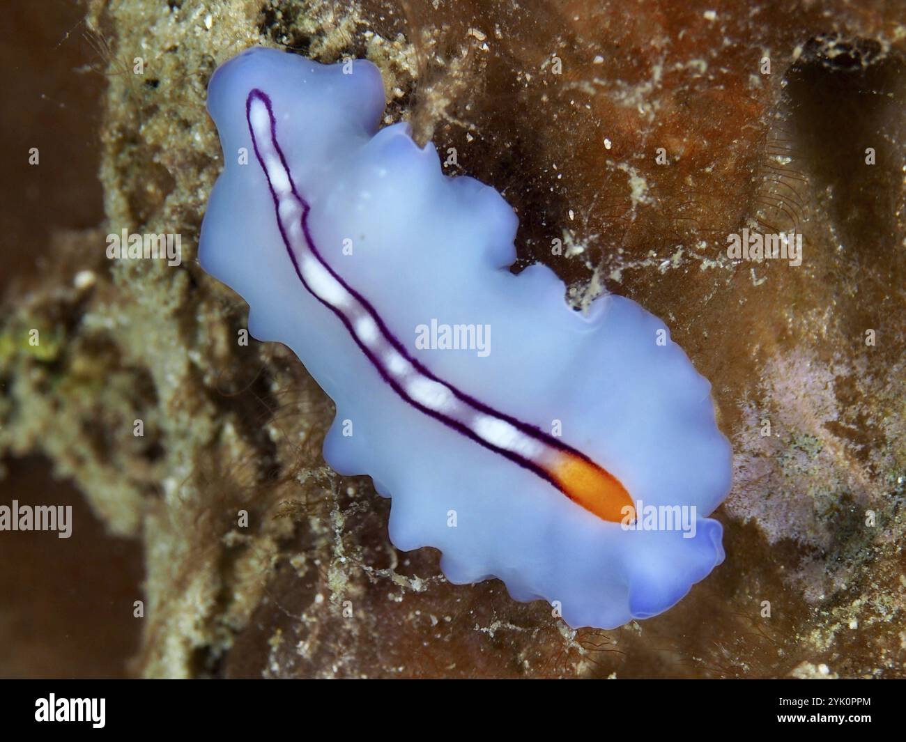 Smooth blue-orange flatworm, racing stripe whirlpool worm (Pseudoceros ...