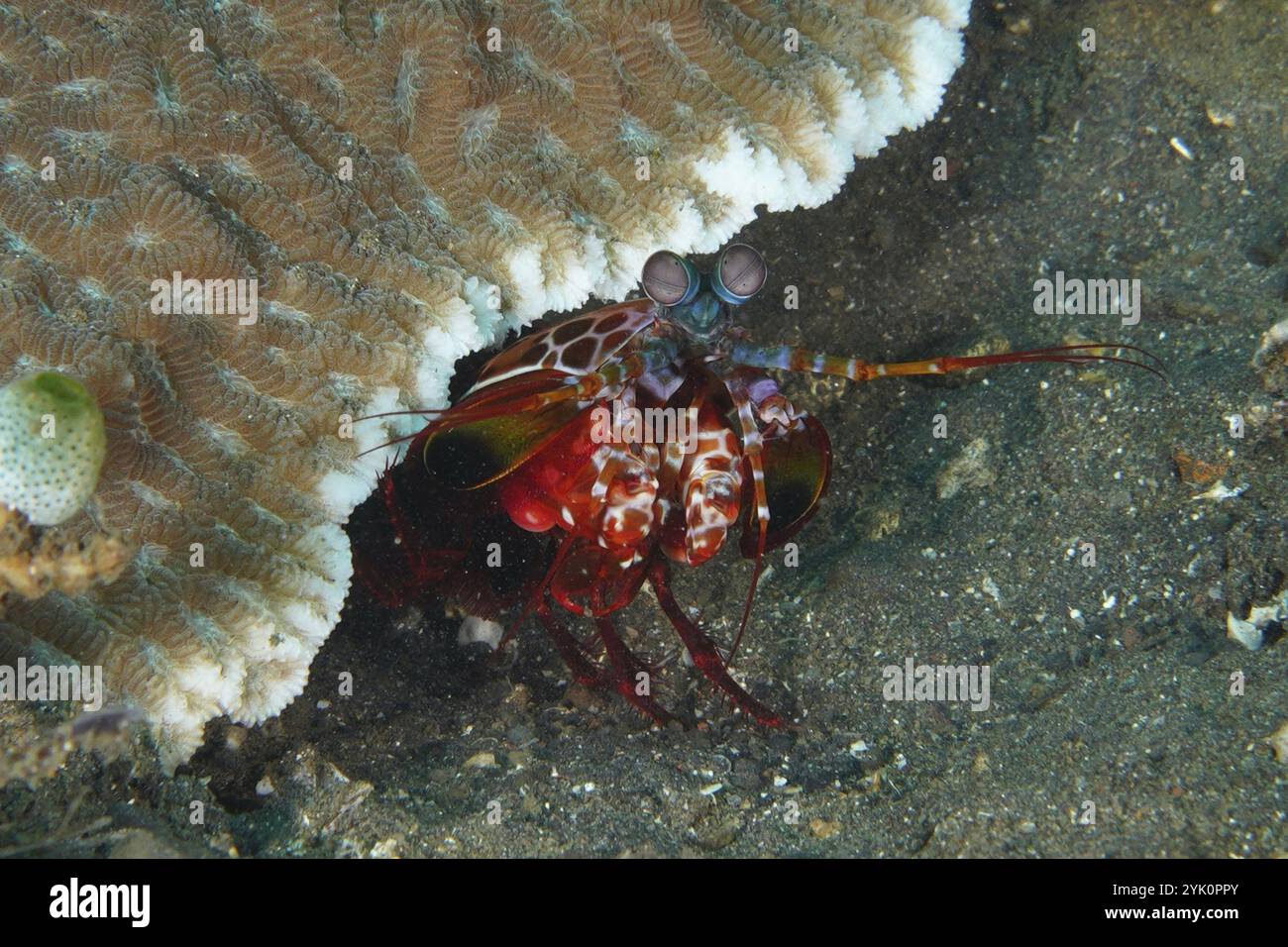 Mantis shrimp, clown mantis shrimp (Odontodactylus scyllarus), under a ...