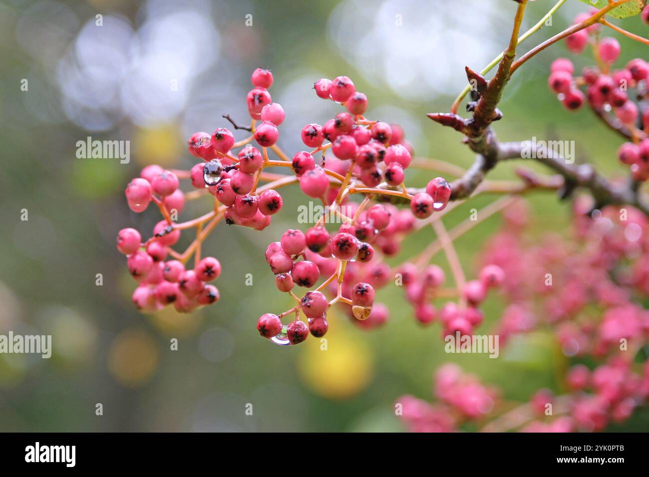 The pink berries of the Sorbus hupehensis ‘Pink Pagoda’, or Mountain ...