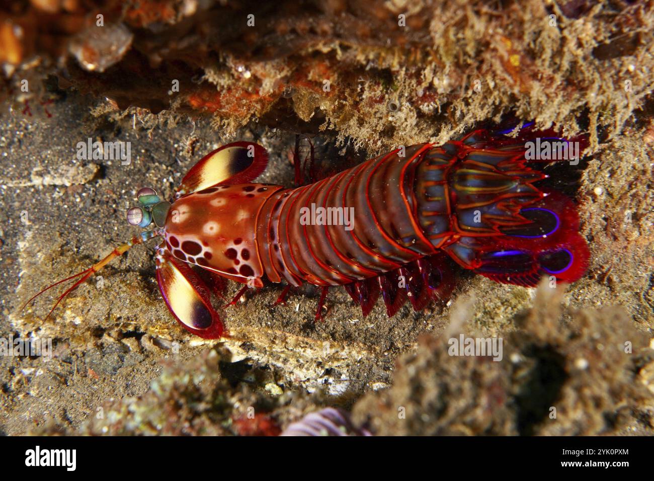 Colourful mantis shrimp with bright red colours, clown mantis shrimp ...