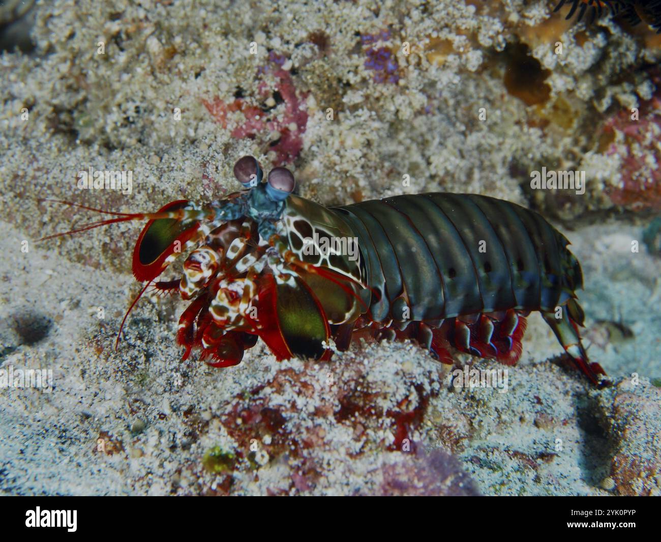 Green-red mantis shrimp, clown mantis shrimp (Odontodactylus scyllarus ...