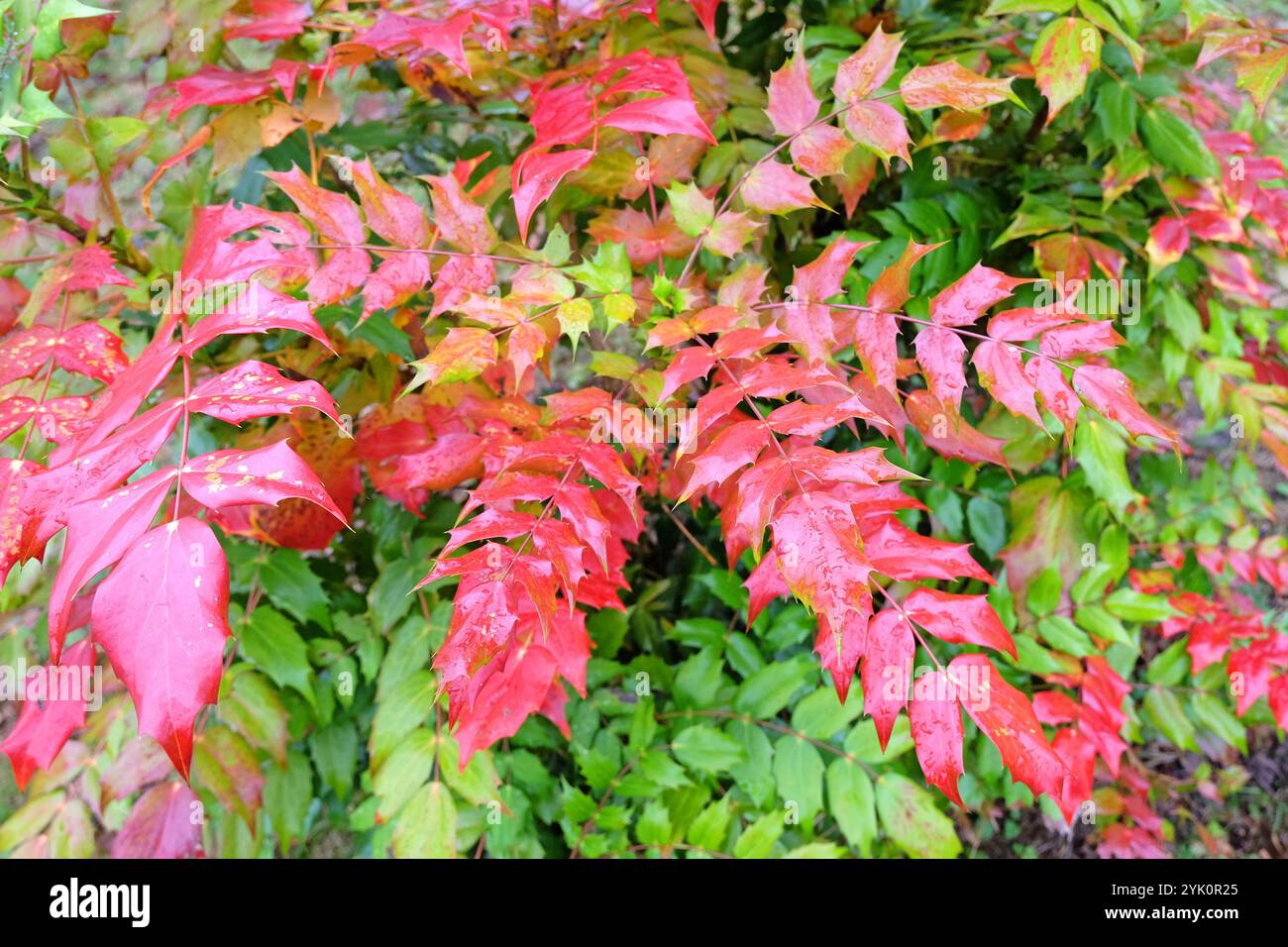 The red autumn foliage of Mahonia japonica Bealei Group, also known as ...