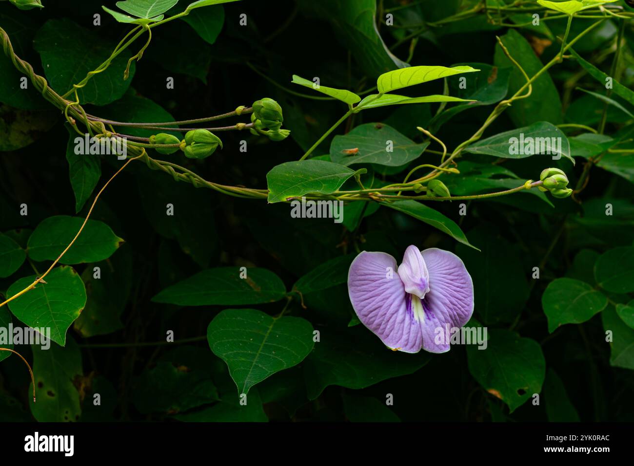 Violet spurred butterfly pea vine hi-res stock photography and images ...