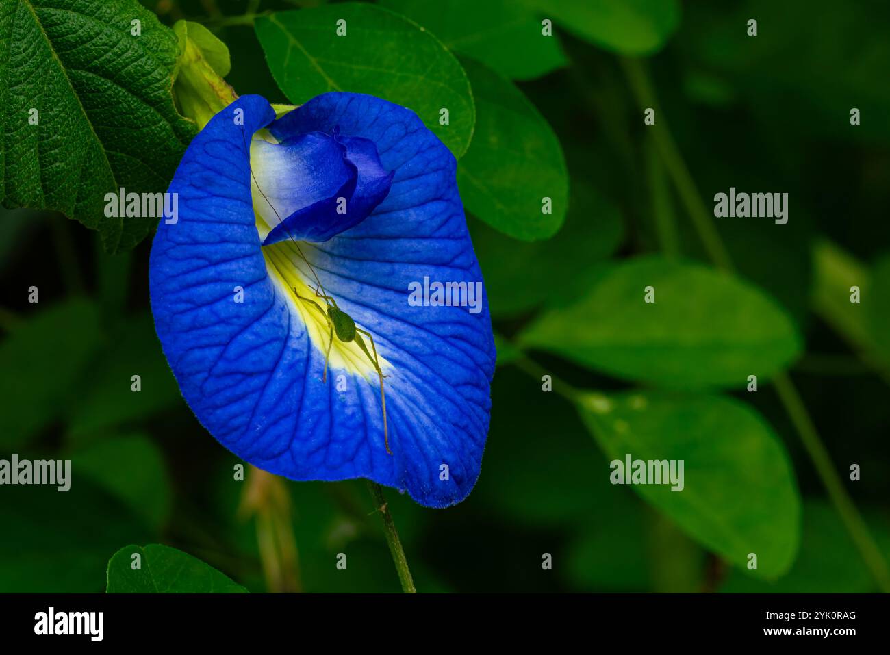 View of single blooming blue Butterfly Pea flower, Asian Pigeonwings ...