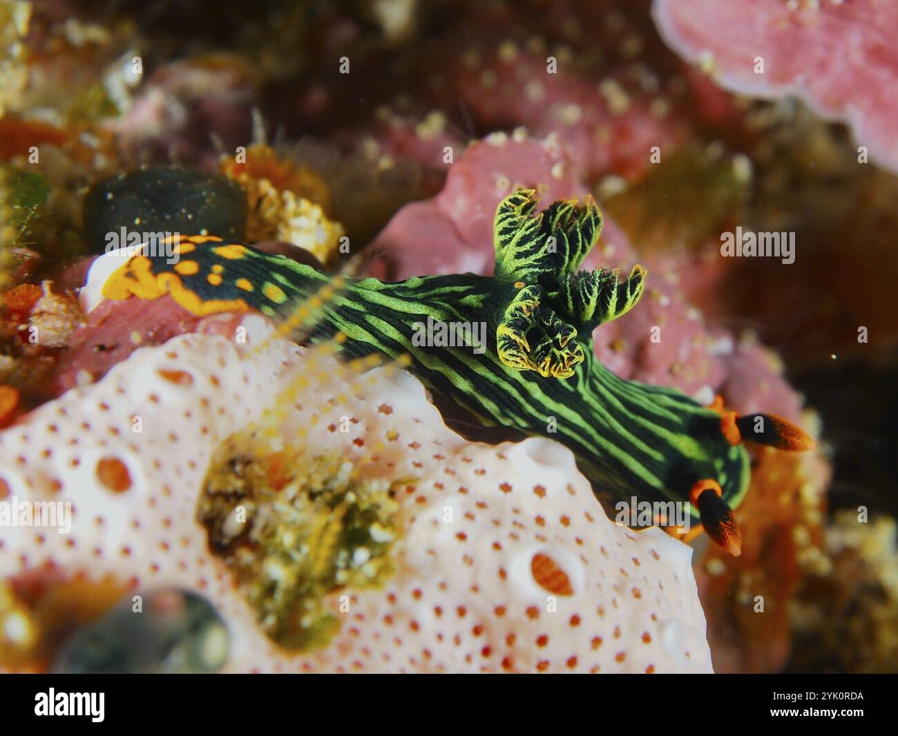 Colourful sea snail with striped pattern, variable neon star snail ...