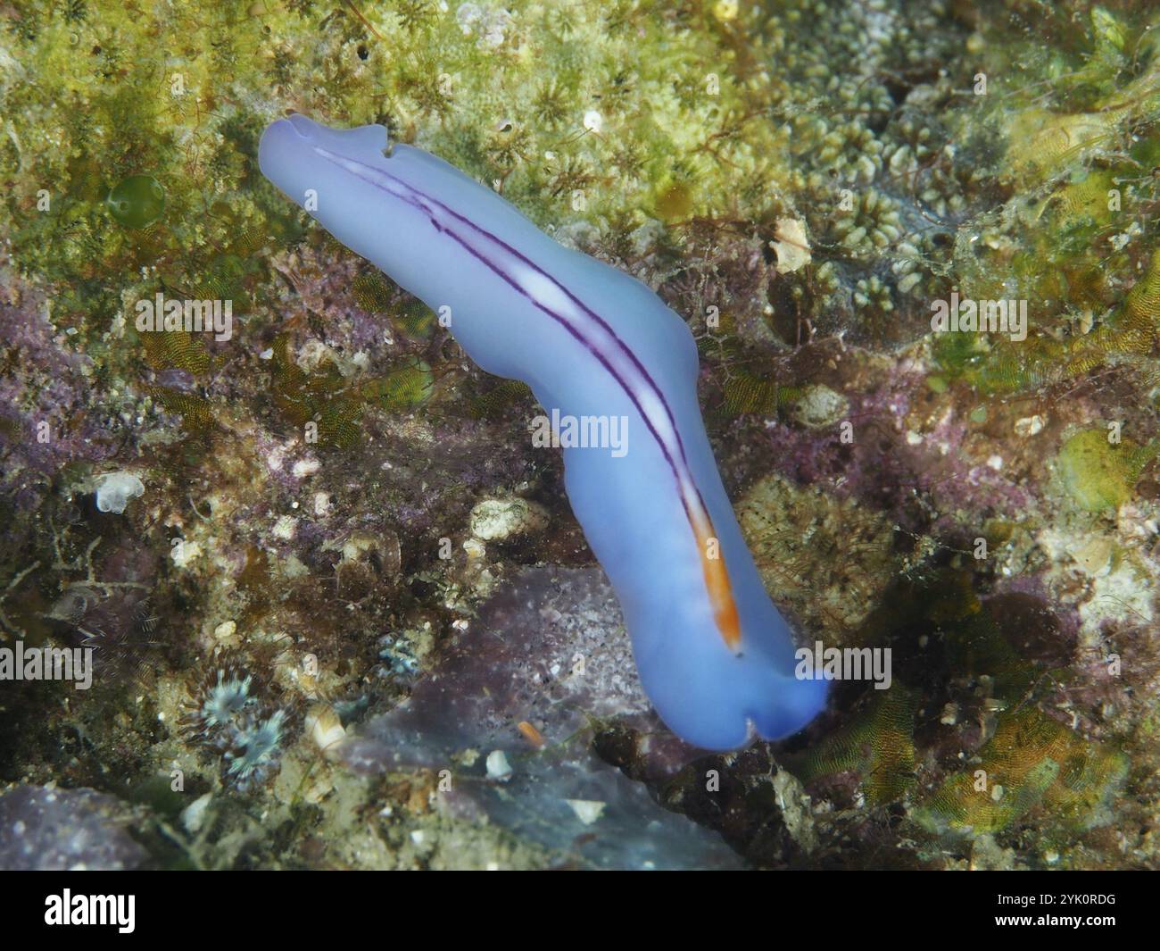 Elongated blue flatworm, racing stripe whirlpool worm (Pseudoceros ...