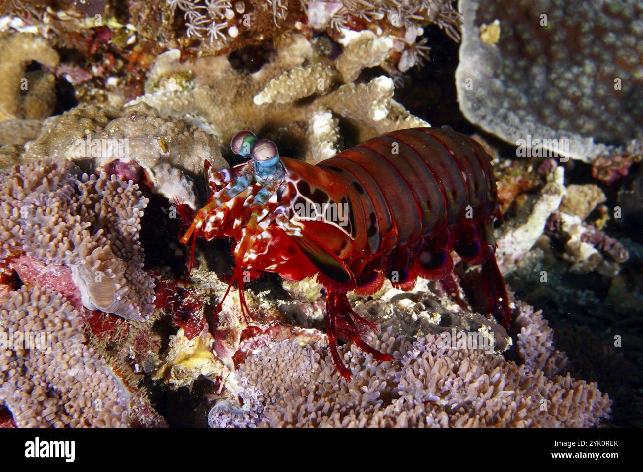 Multicoloured clown mantis shrimp (Odontodactylus scyllarus) on a coral ...