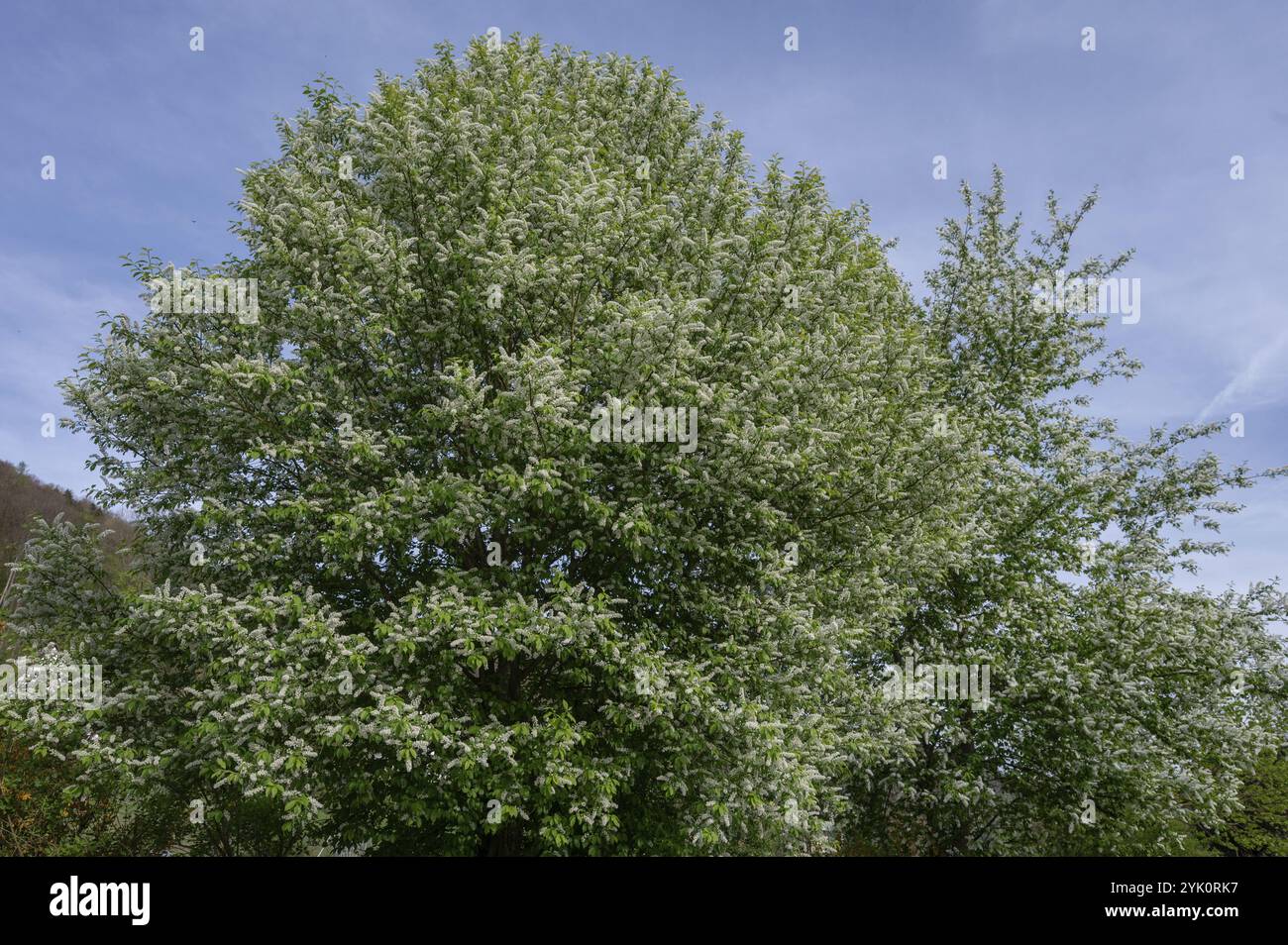 Padus vulgaris hi-res stock photography and images - Alamy