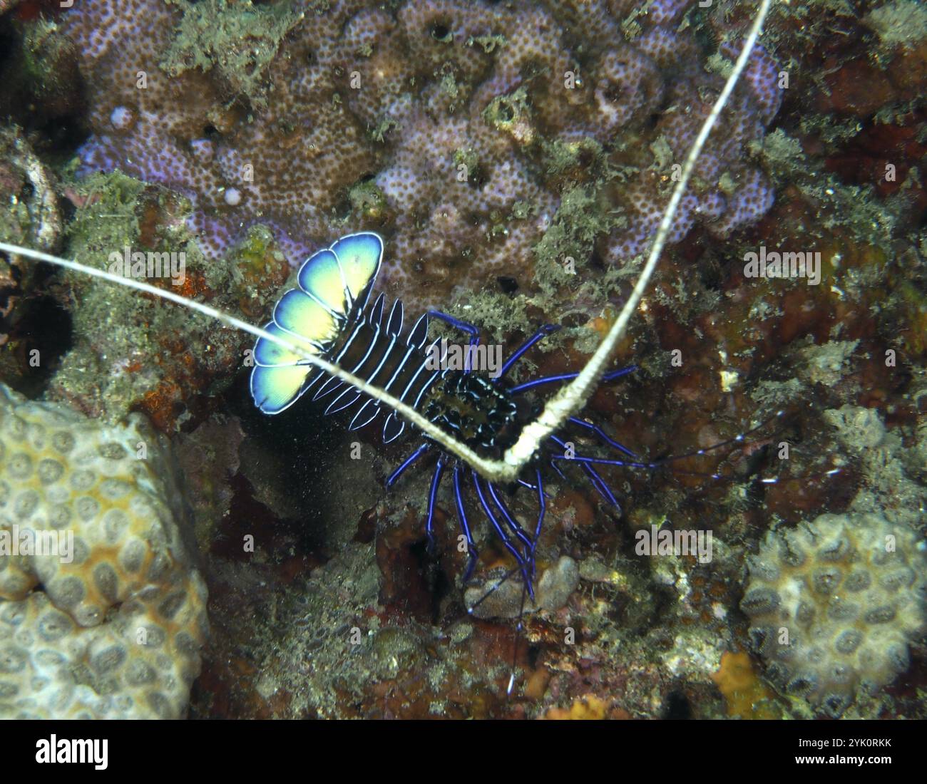 Painted rock crayfish (Panulirus versicolor), in the coral reef, dive ...