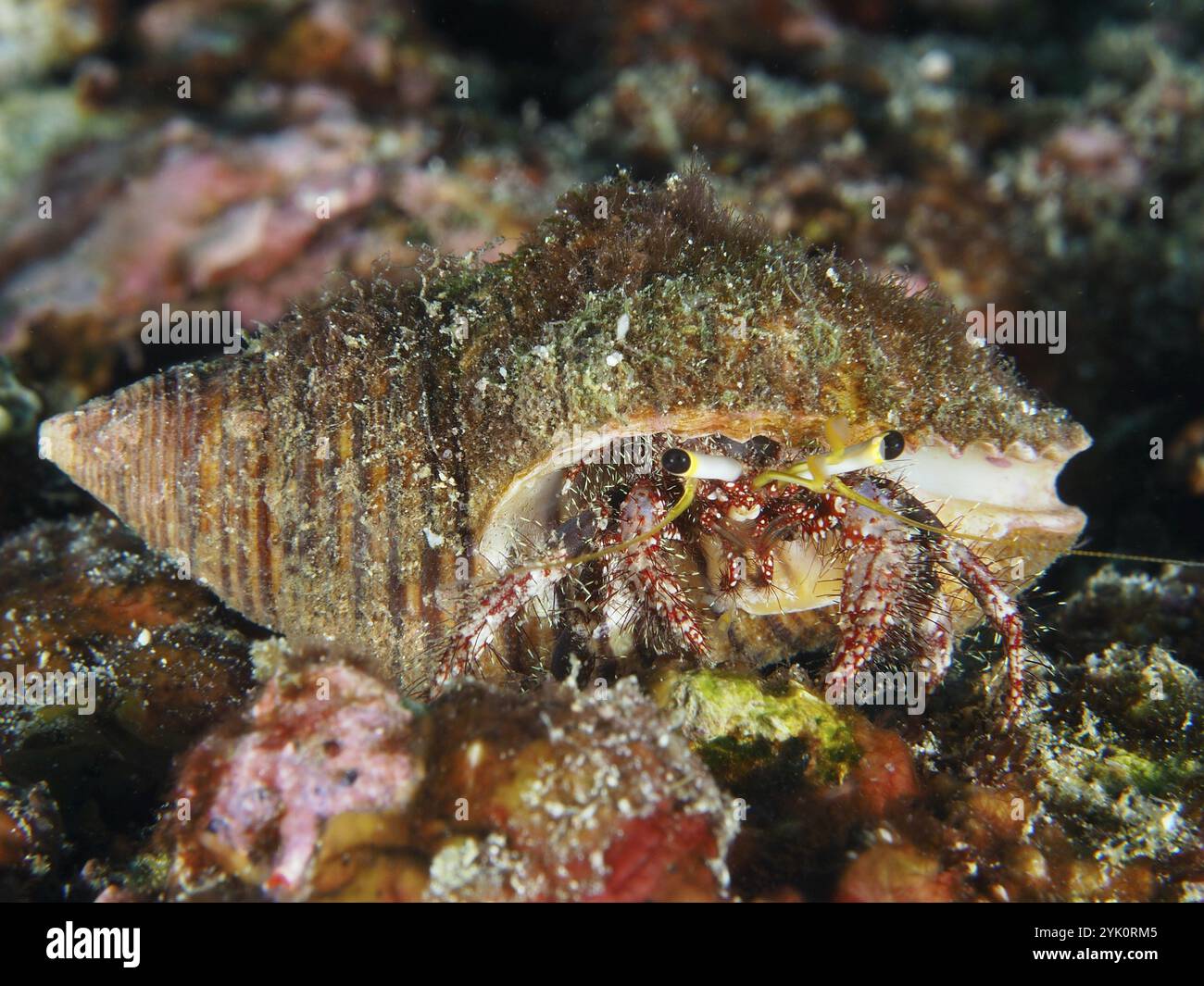 A dark-knee hermit crab (Dardanus lagopodes) hiding on the seabed, dive ...