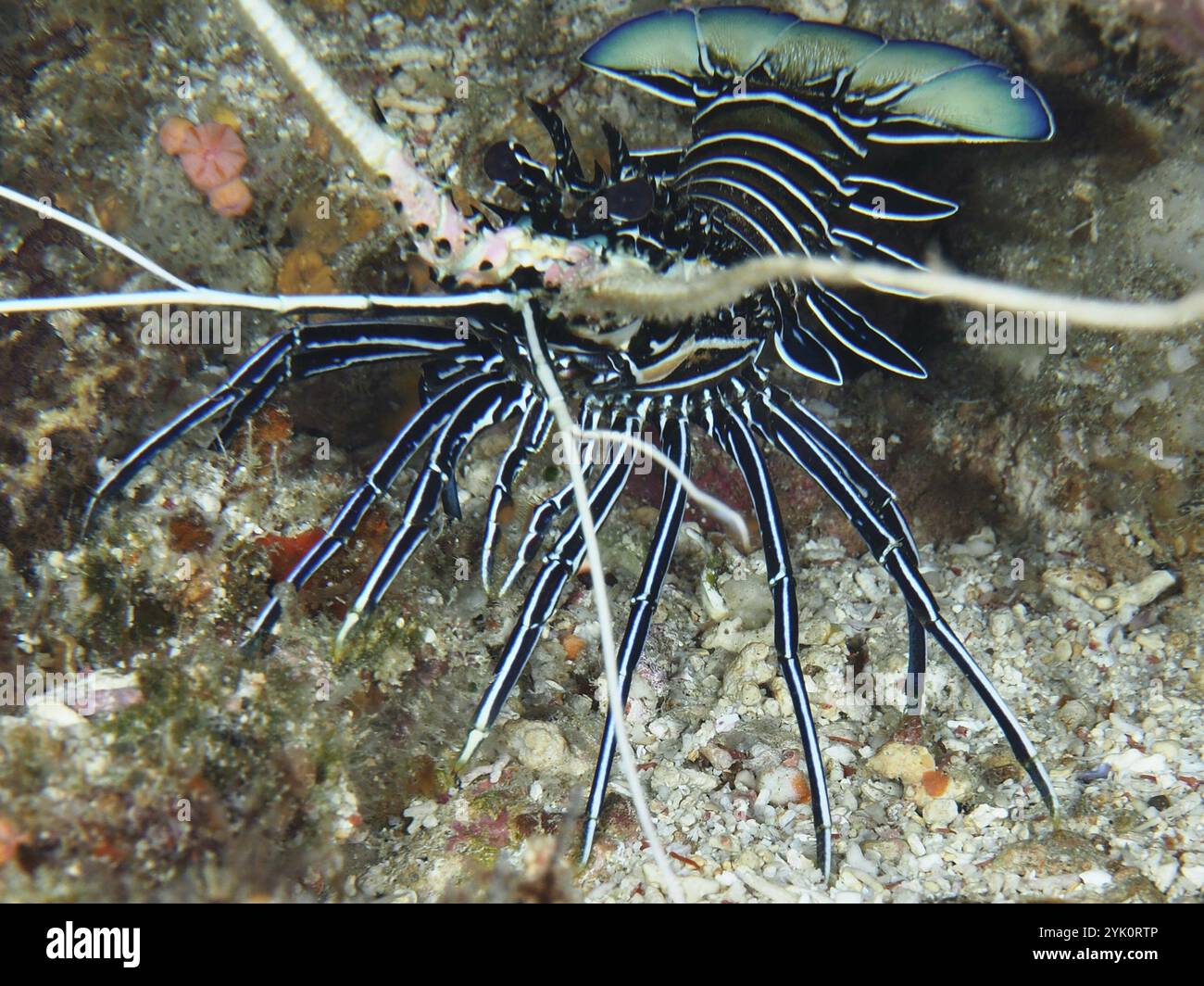 Panulirus inflatus with long antennae, painted rock crayfish (Panulirus ...