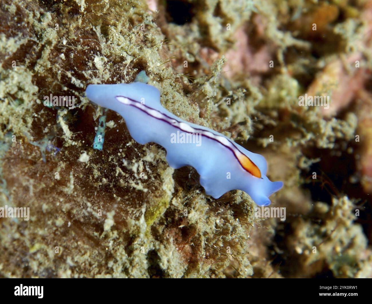 Long blue flatworm, racing stripe whirlpool worm (Pseudoceros bifurcus ...
