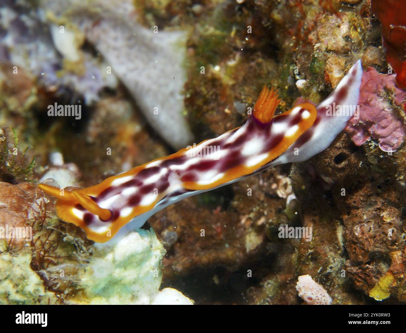 Colourful nudibranch with a white-orange pattern, the magnificent star ...