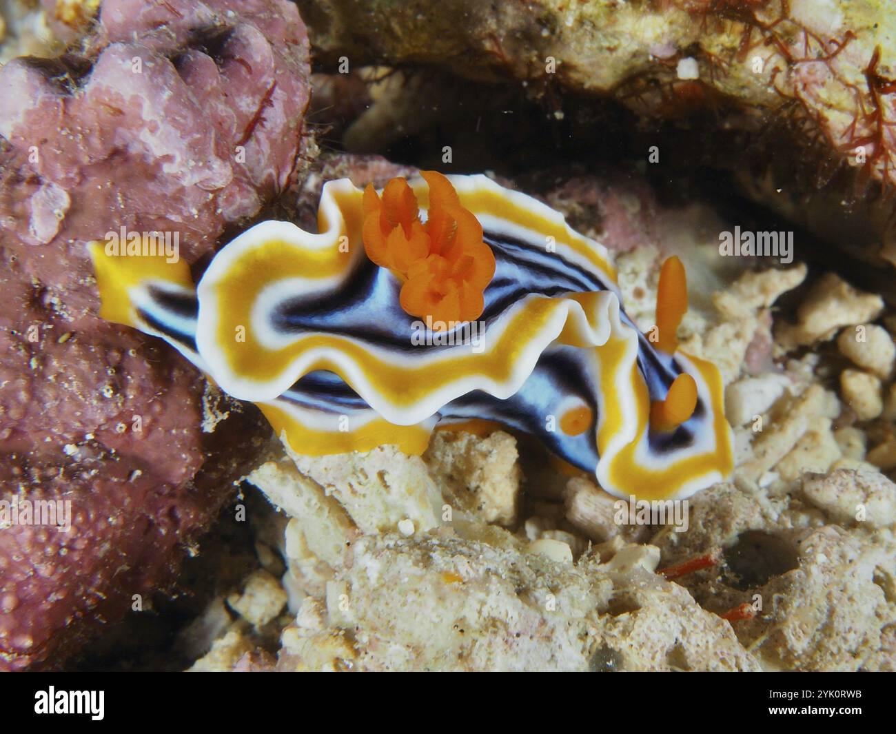 White sea coral on black hi-res stock photography and images - Alamy