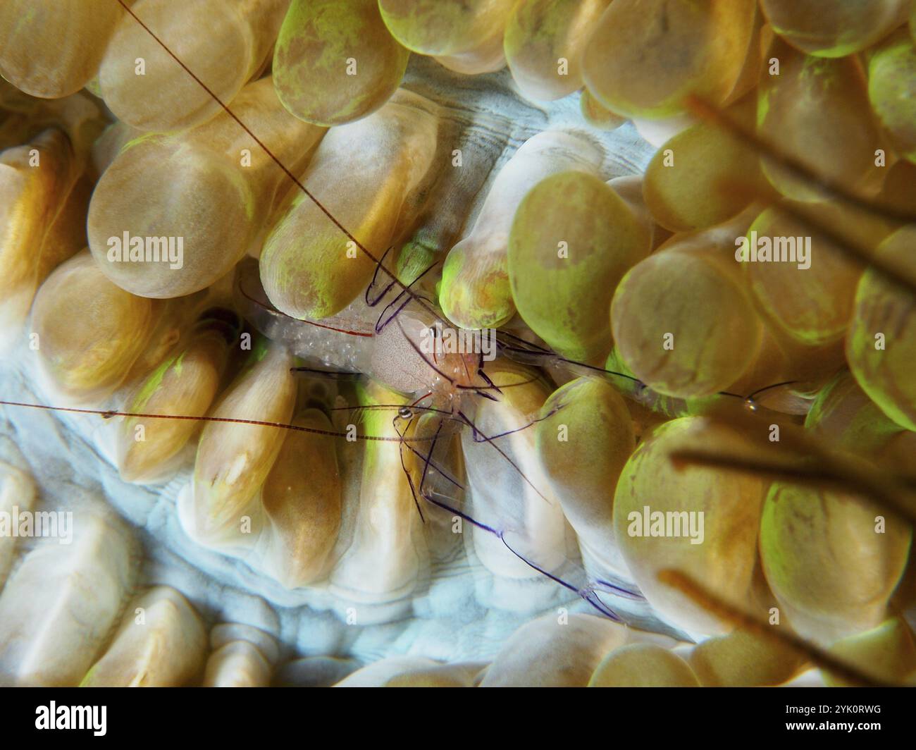 Philippine bubble coral shrimp (Palaemonella philippinensis) on a ...