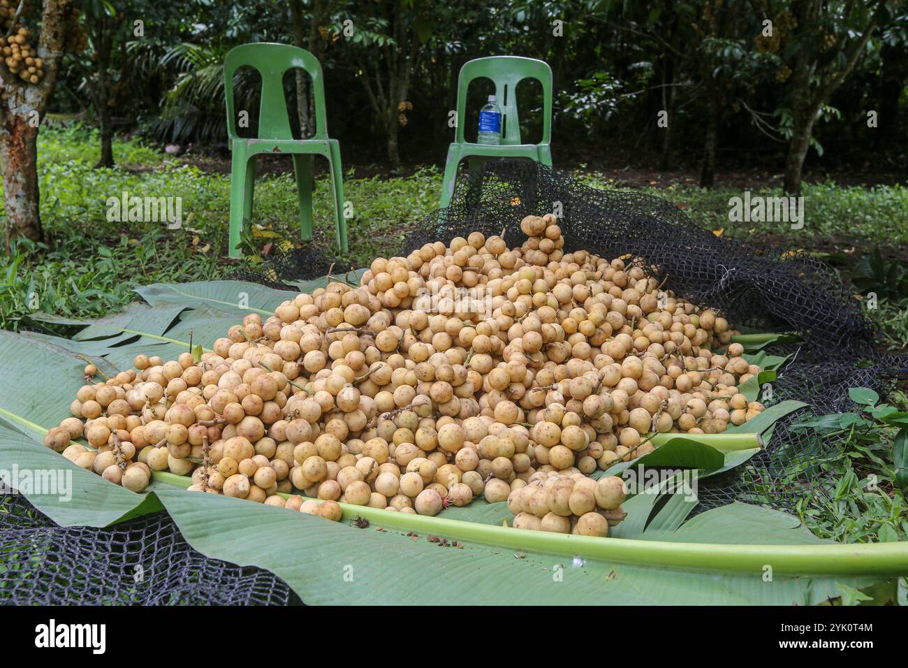 Paete, Philippines. Nov 16,2024: Lanzones fruit harvest in a hurry ...