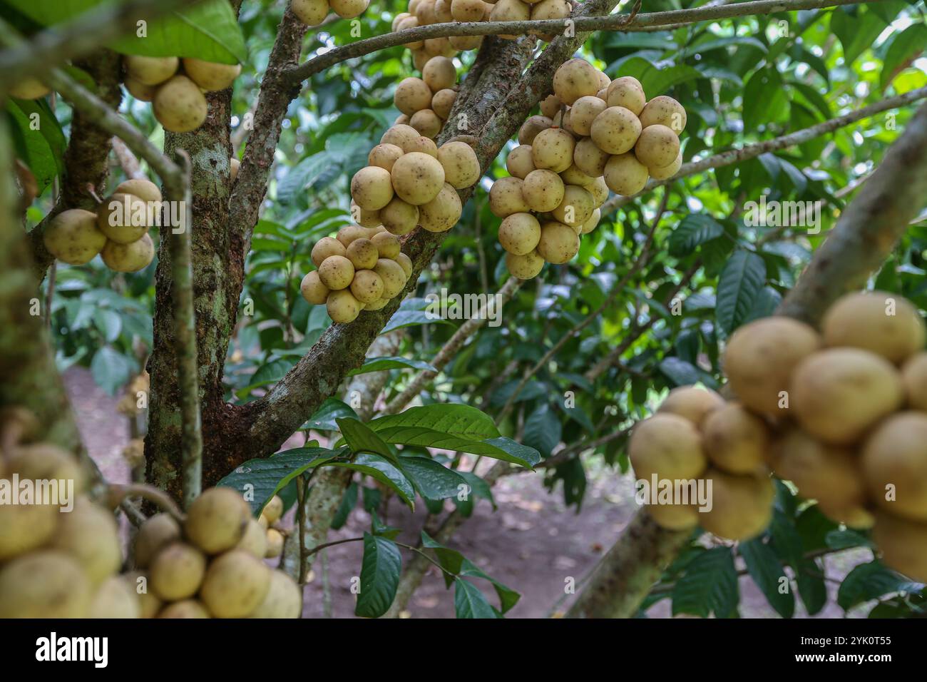 Lanzones Lanzones Festival Hi Res Stock Photography And Images Alamy