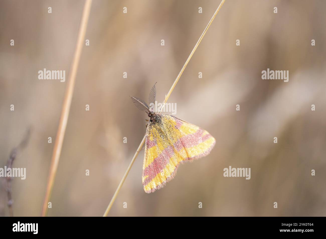 Dock purple moth (Lythria cruentaria), male on a blade of grass ...