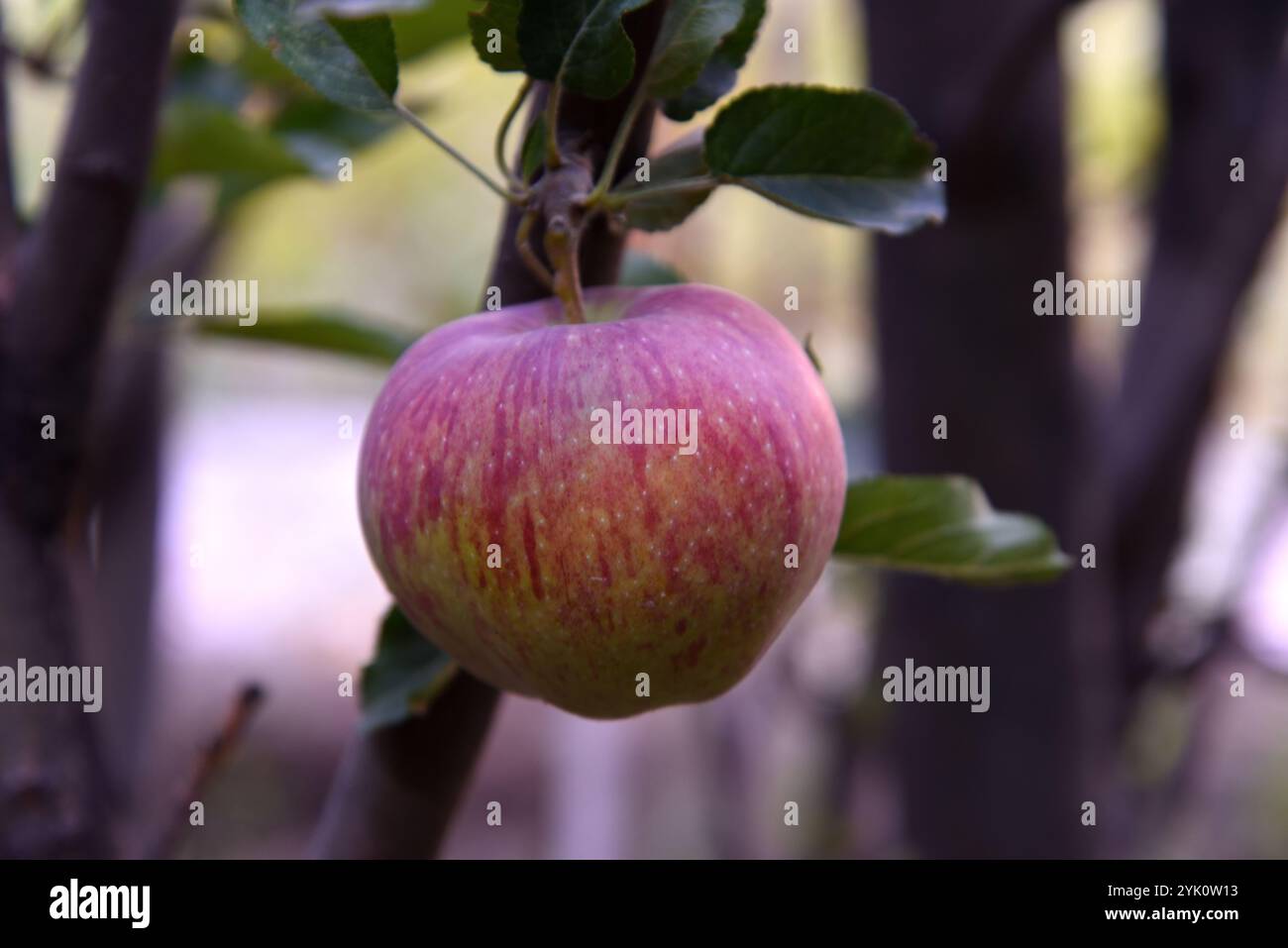 Apple tree red flowers hi-res stock photography and images - Alamy