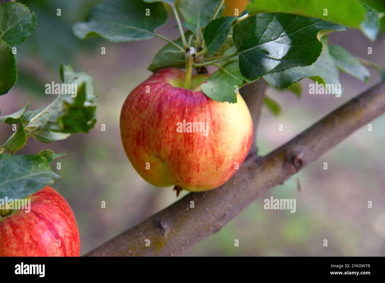 Acetaldehyde hi-res stock photography and images - Alamy