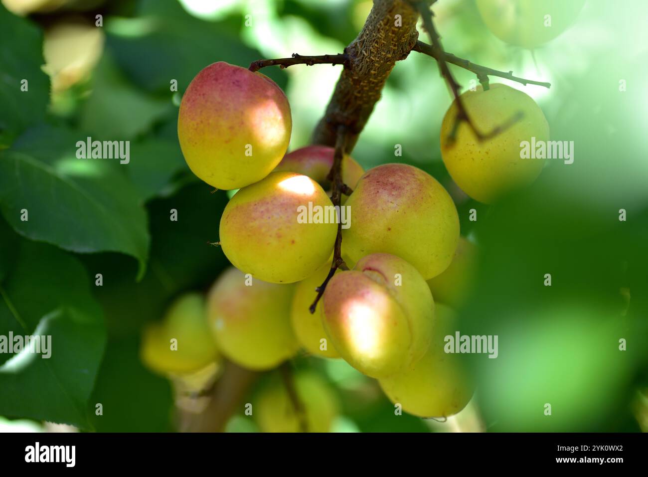 Apricots in small yellow hi-res stock photography and images - Alamy