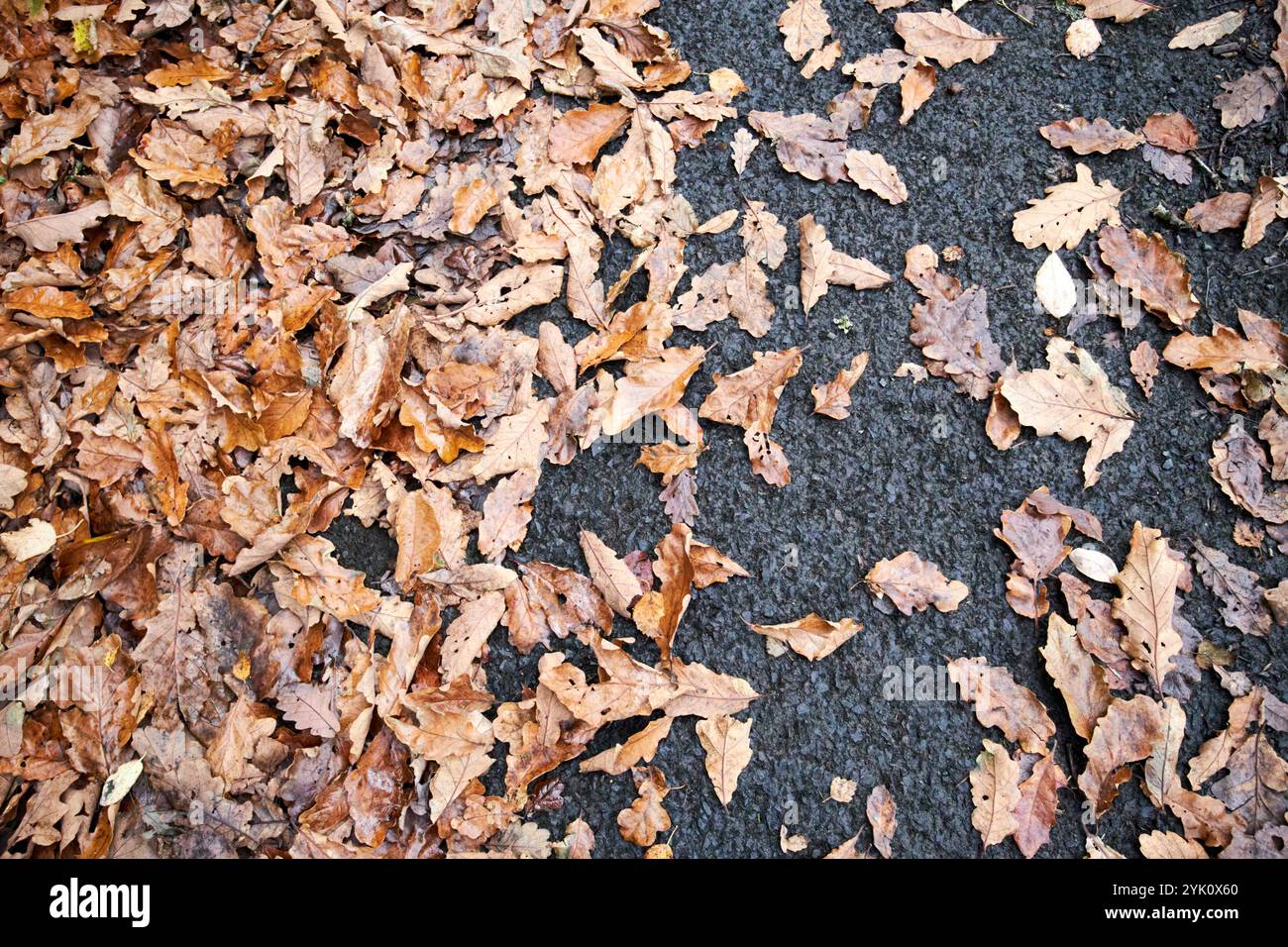 brown oak and ash leaves fallen on tarmac path banagher glen national ...
