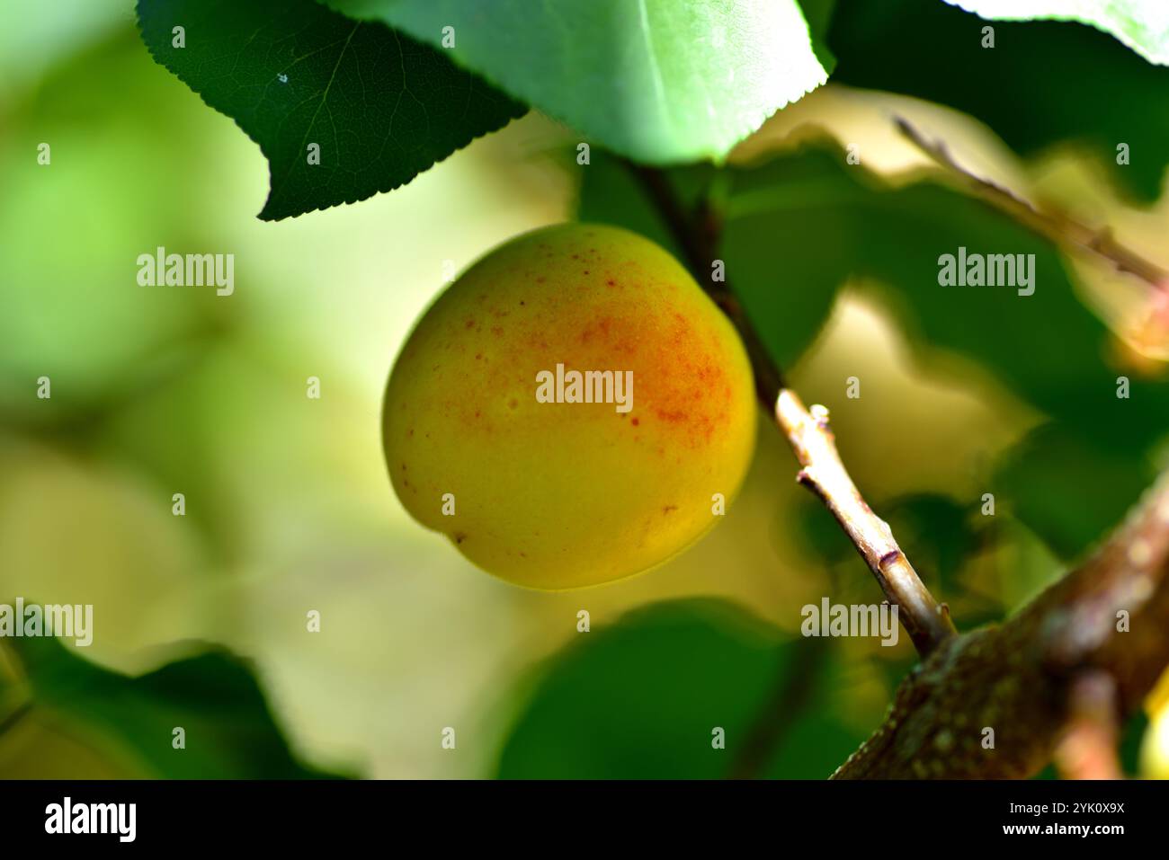 India apricots hi-res stock photography and images - Alamy