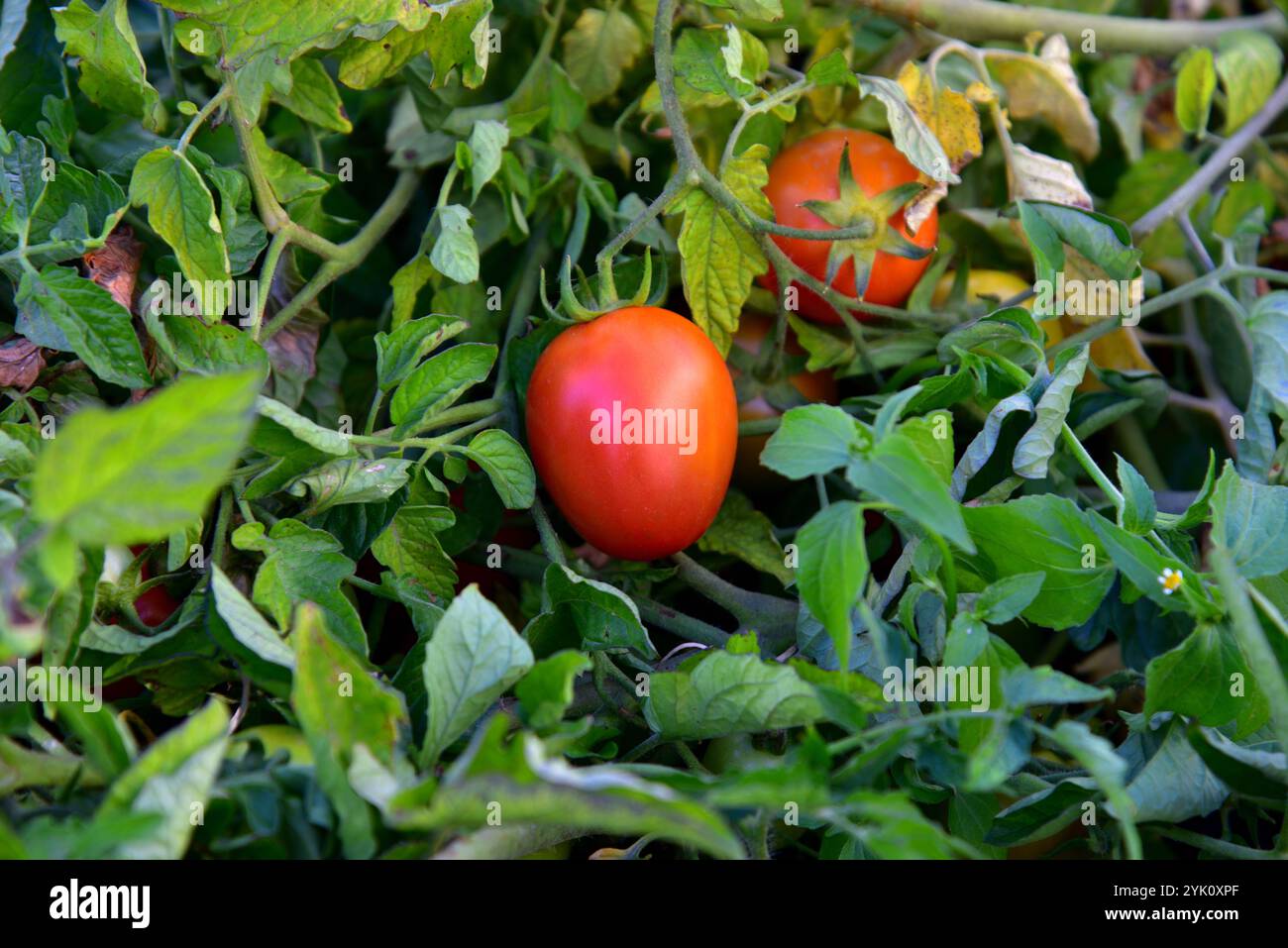 Tomato plants in the ground, Ladakh, India Stock Photo - Alamy