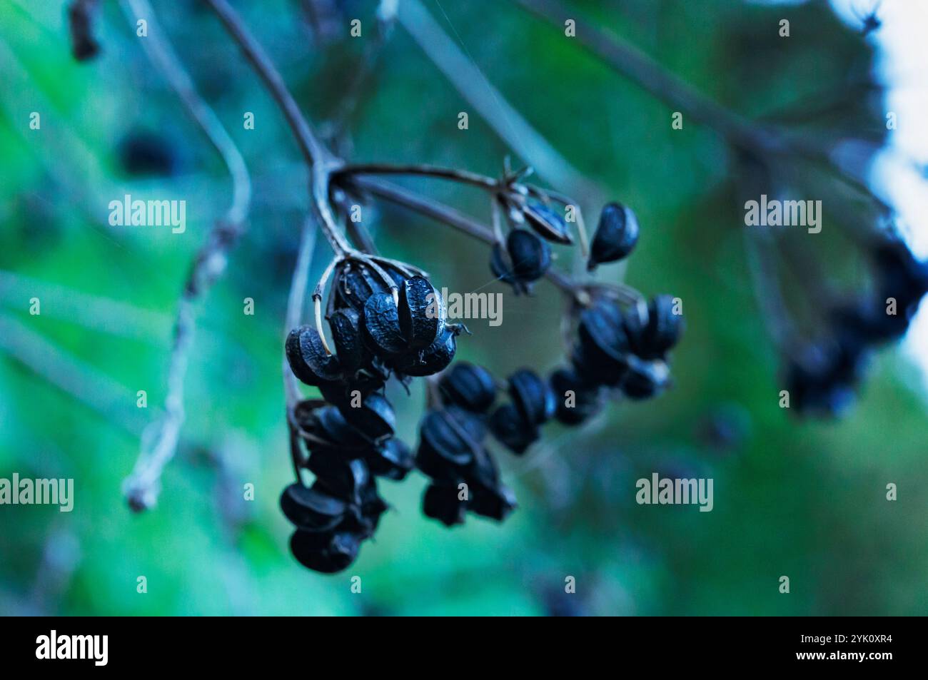 Black fruits of alexanders plant, edible flowering plant also known as ...