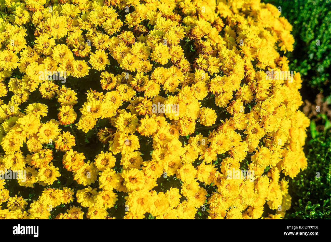 Sunny masses of bright yellow chrysanthemums bloom together, displaying ...