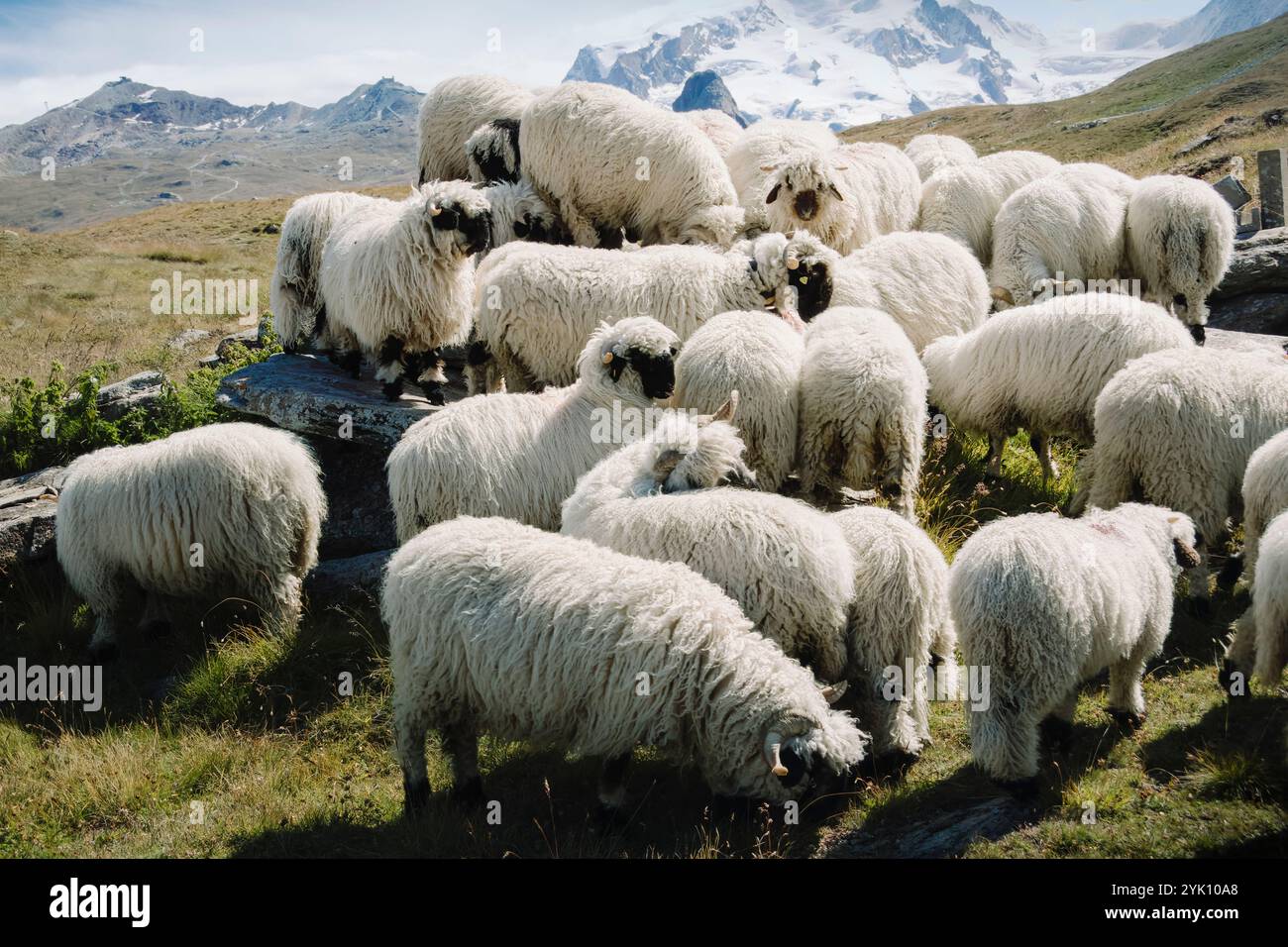 Zermatt, Switzerland, September 3rd, 2014: Flock of Sheep Grazing in the Scenic Alpine Pastures ...