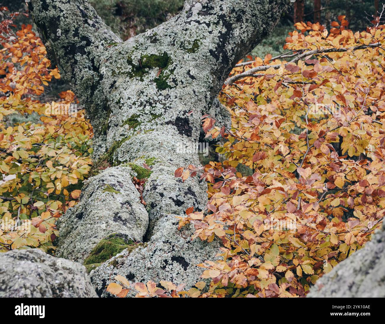 Lauguna negra hi-res stock photography and images - Alamy