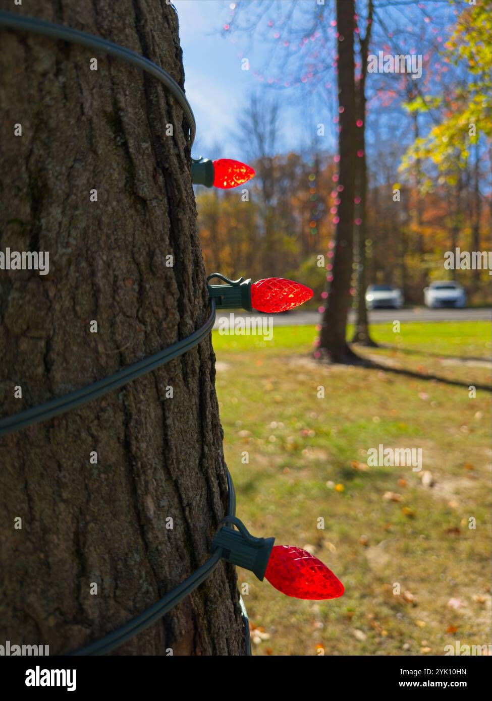 Christmas lights tree trunk hi-res stock photography and images - Alamy